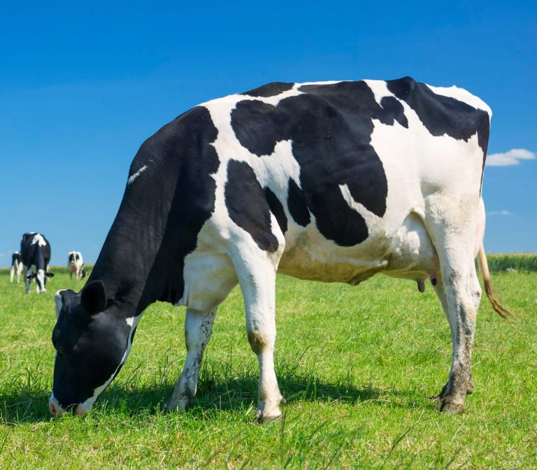 Home - Yehu Microfinance Services Limited