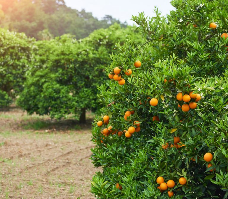 Home - Yehu Microfinance Services Limited